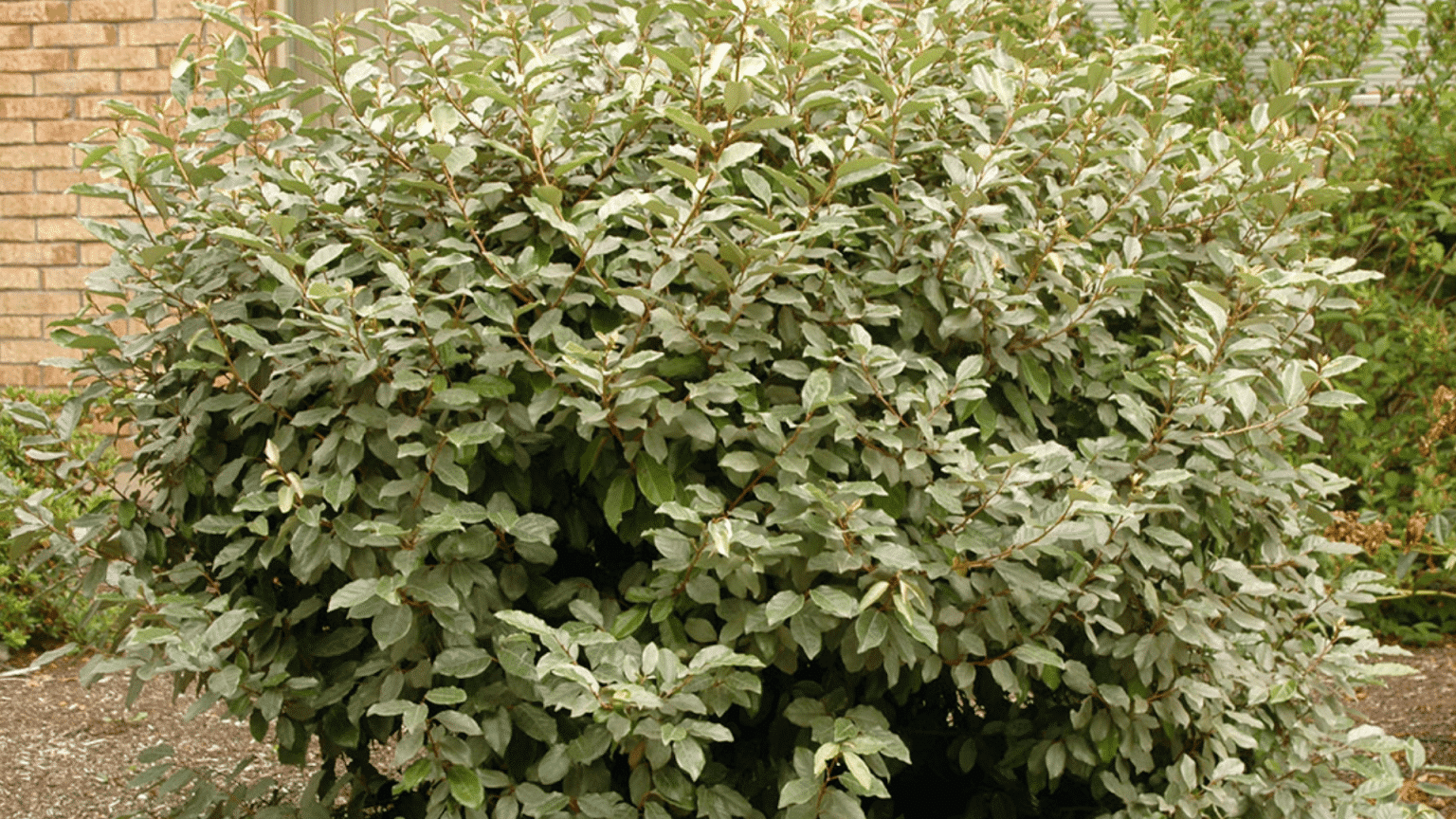 Growing Elaeagnus: A Beginner's Guide - Randy Lemmon