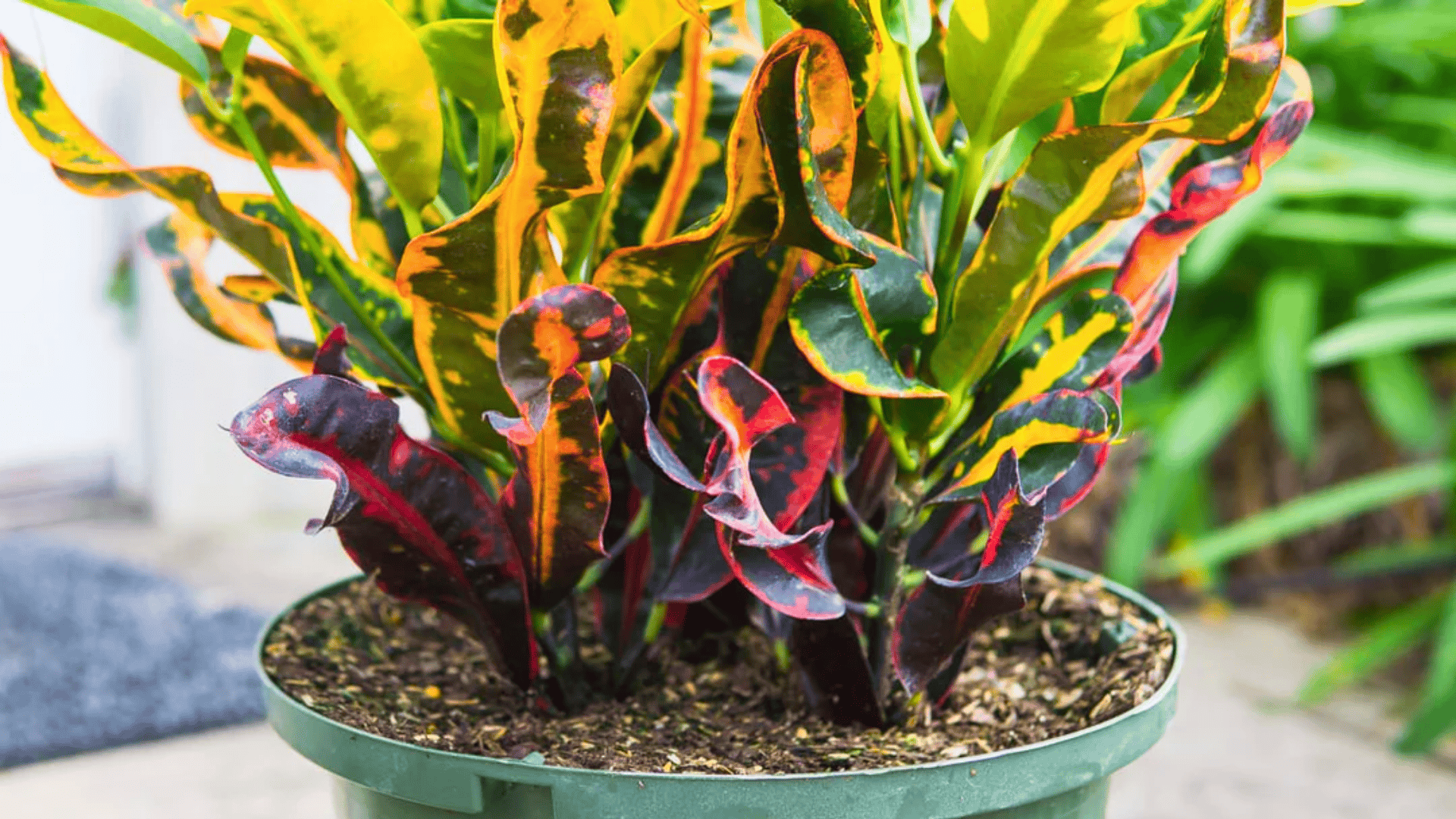 Mammy Croton Care Guide: Tips for Healthy Growth - Randy Lemmon