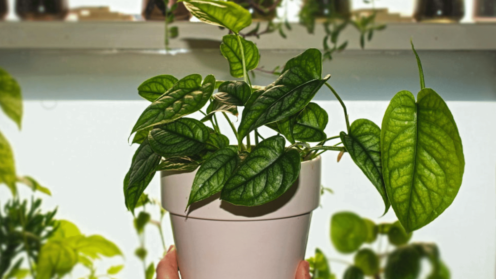 Monstera Siltepecana Fenestration: A Comprehensive Guide - Randy Lemmon