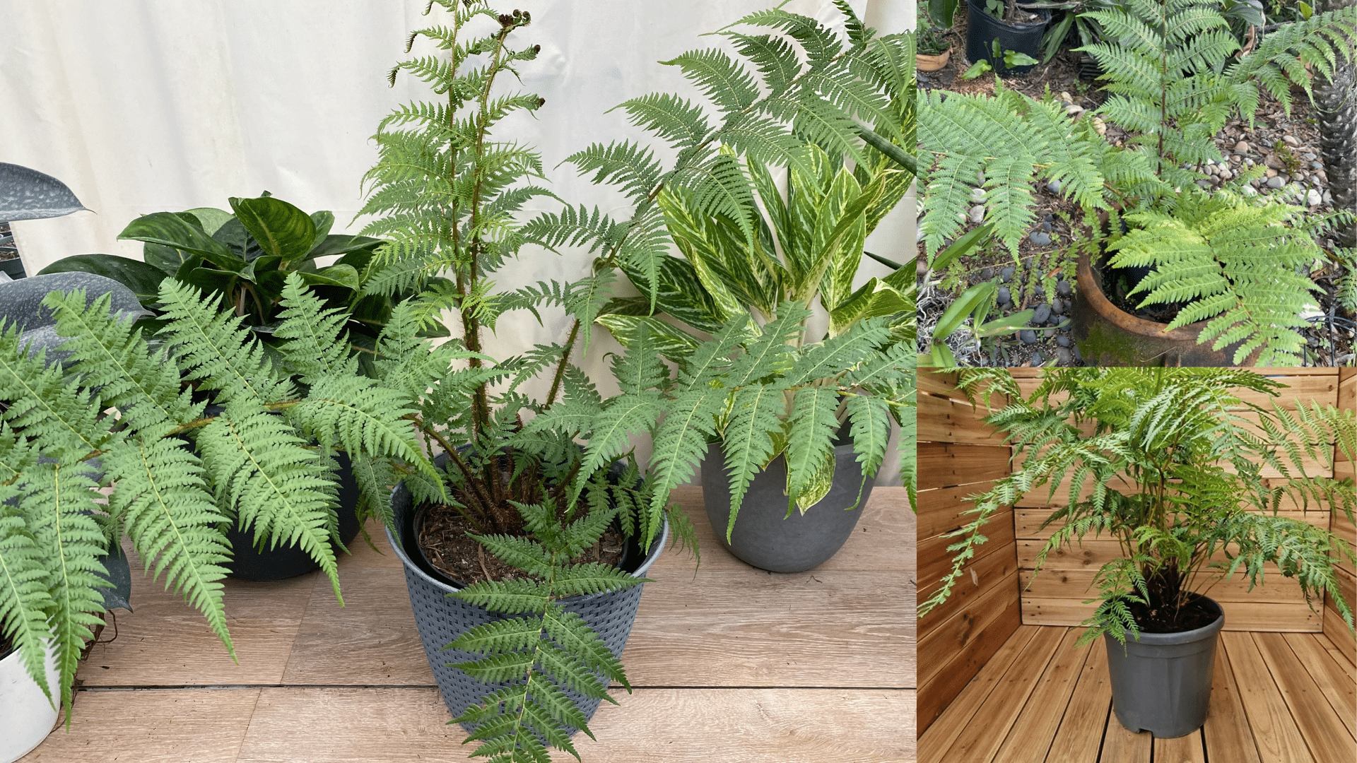 Tree Ferns: Types, Care, and Benefits for Your Garden - Randy Lemmon