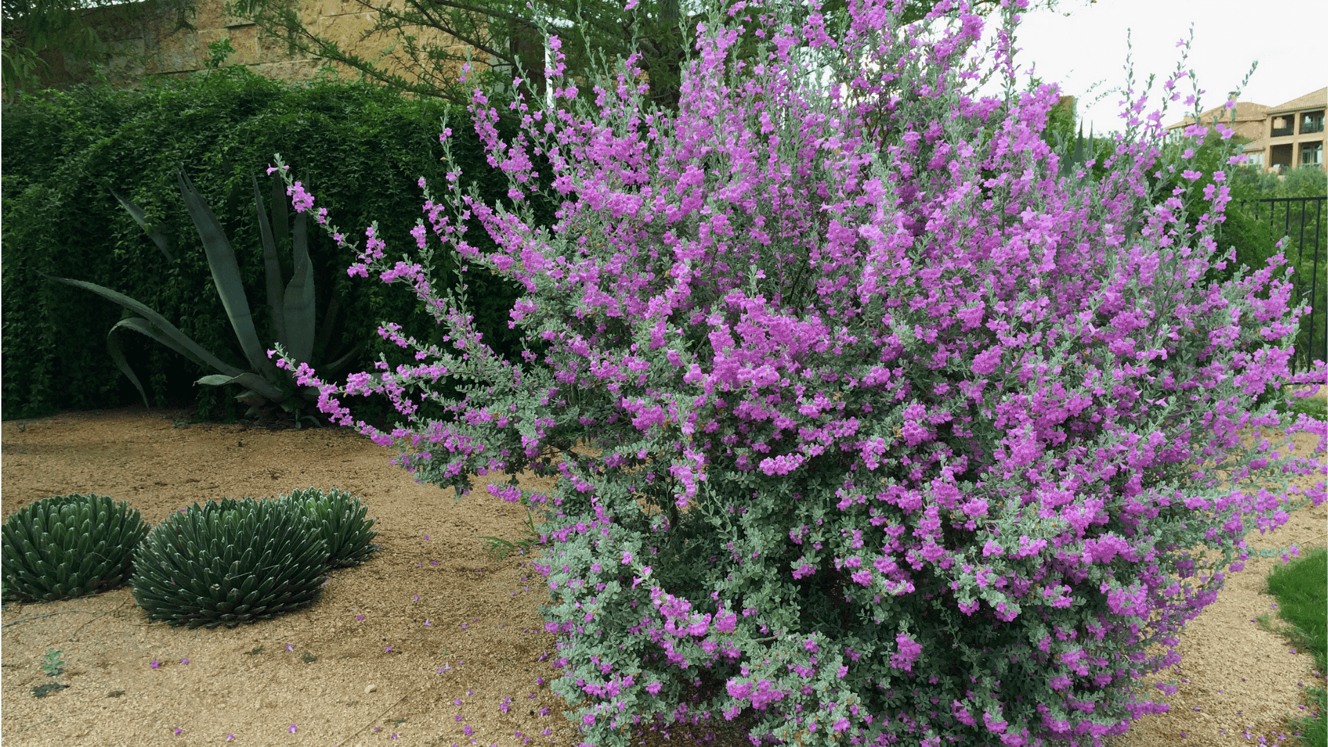 Texas Sage Care: Easy Tips for a Healthy Plant - Randy Lemmon