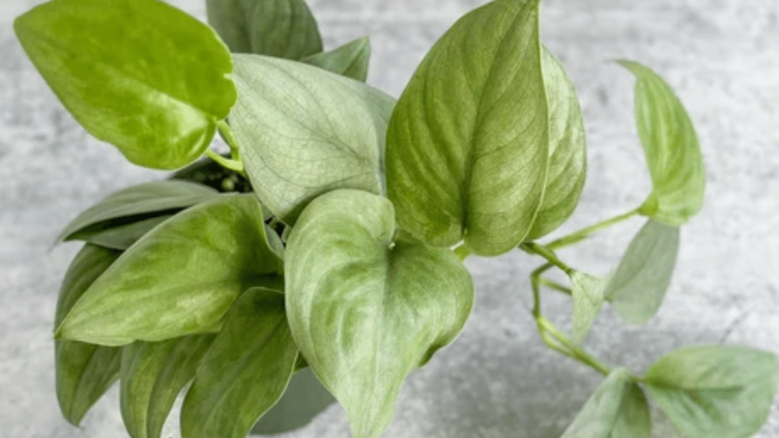 11 Types of Scindapsus You Should Know About - Randy Lemmon