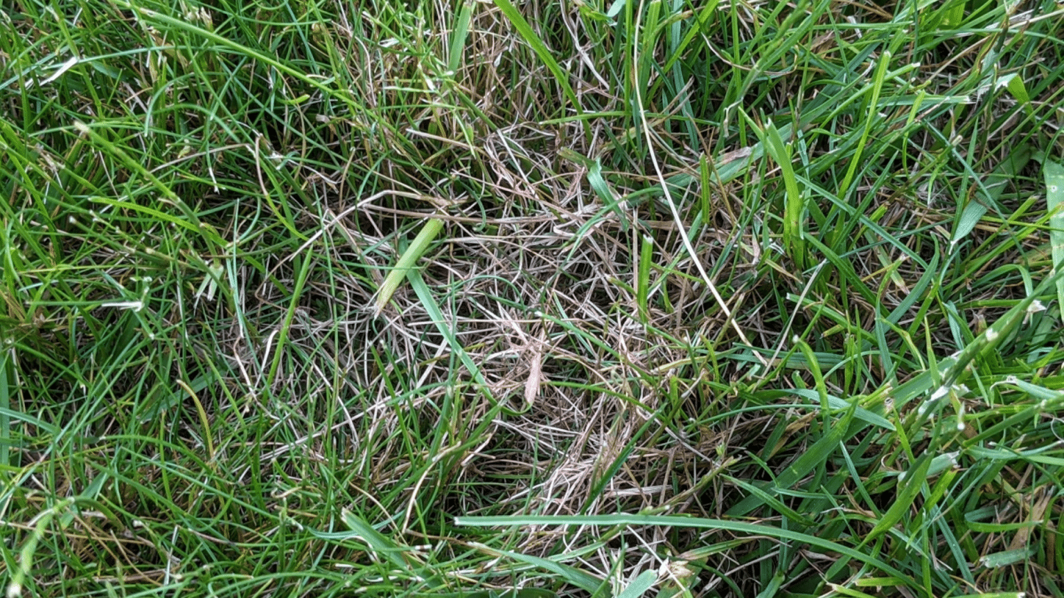 20 Common Lawn Diseases Pictures and Symptoms - Randy Lemmon