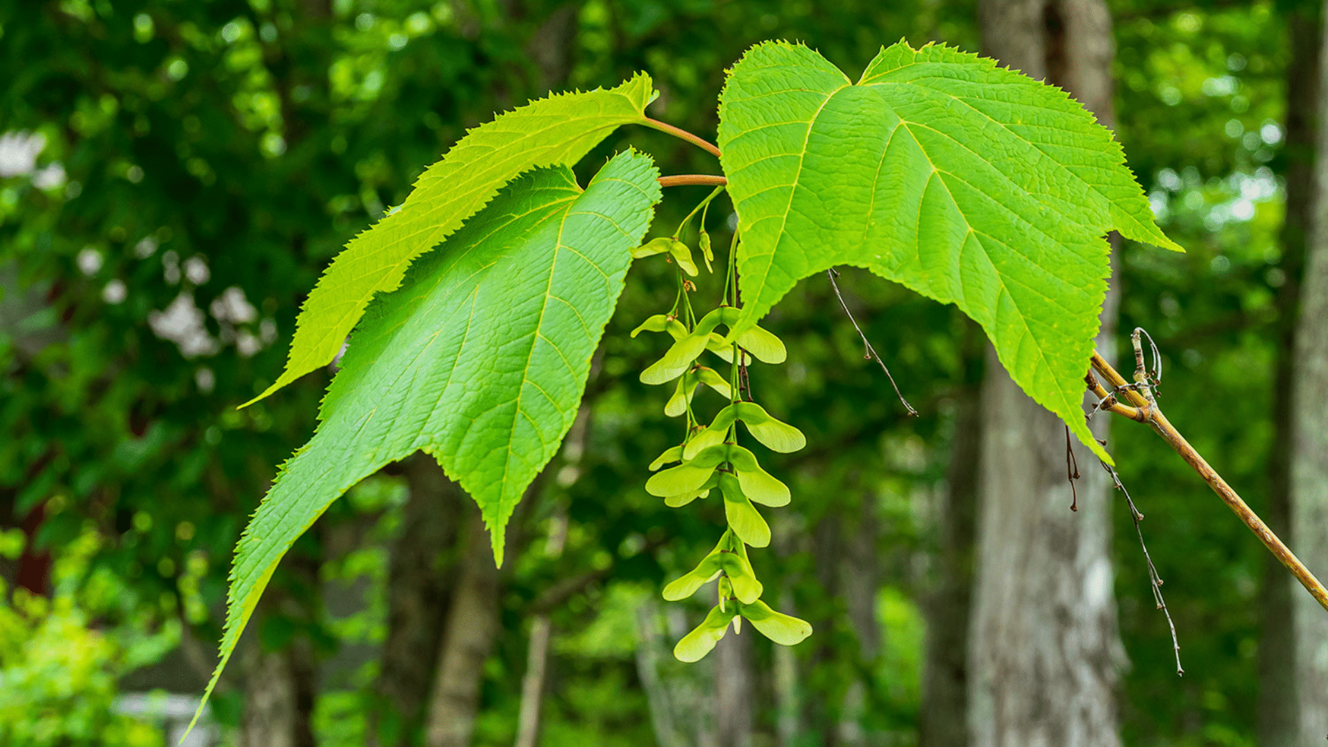 All About Moosewood Tree: Growth, Care, and Benefits - Randy Lemmon