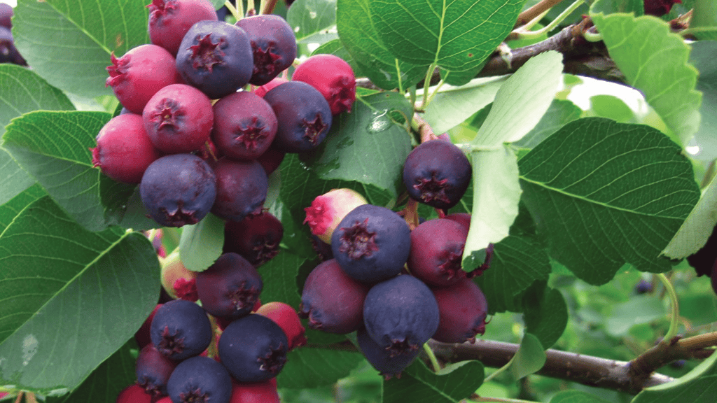 June Berry Tree: Grow, Care, and Harvest Guide - Randy Lemmon