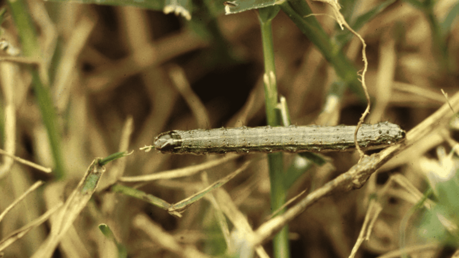 Common Grass-Eating Bugs in Your Yard - Randy Lemmon