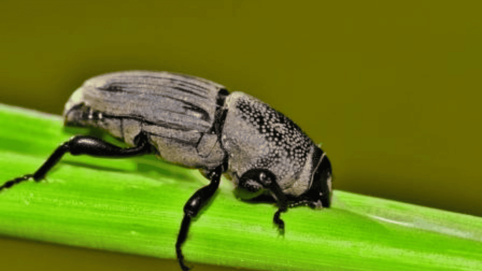 Common Grass-Eating Bugs in Your Yard - Randy Lemmon