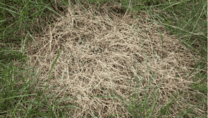 Can You Over Fertilize Your Lawn? Signs and Fixes - Randy Lemmon