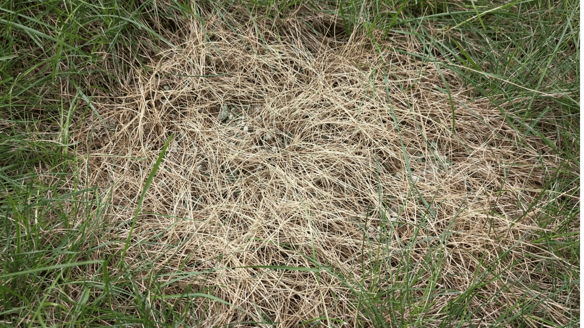 Can You Over Fertilize Your Lawn? Signs and Fixes - Randy Lemmon