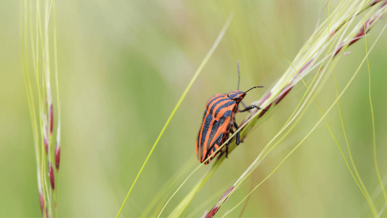 Common Grass-Eating Bugs in Your Yard - Randy Lemmon