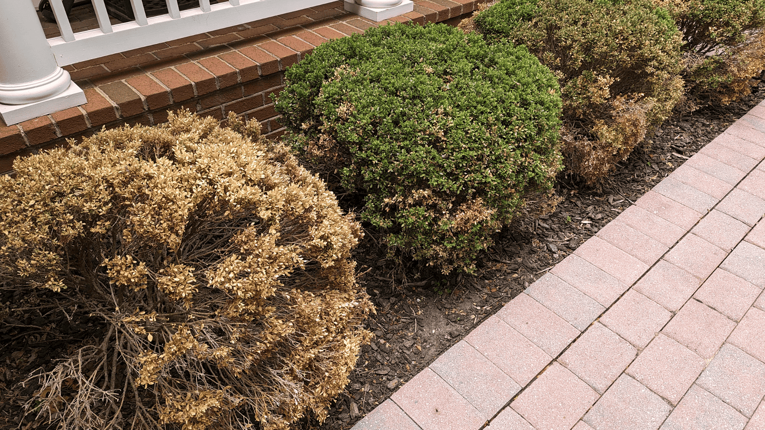 How to Revive a Dying Shrub? Easy Tips for Gardeners - Randy Lemmon