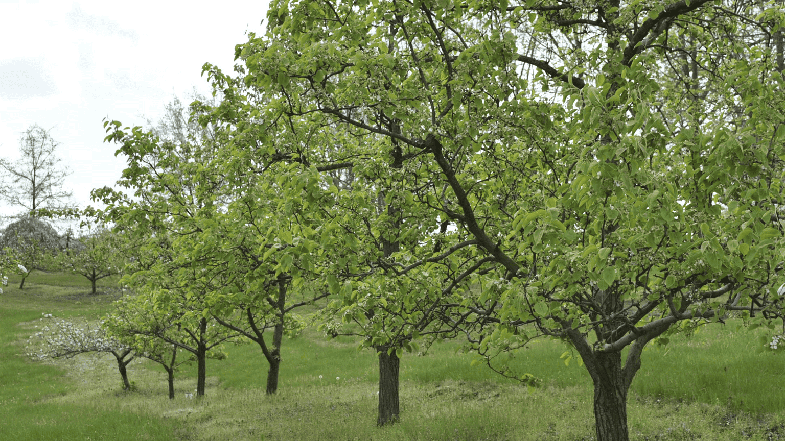 Barren Tree: Why Your Tree Isn’t Bearing Fruit - Randy Lemmon