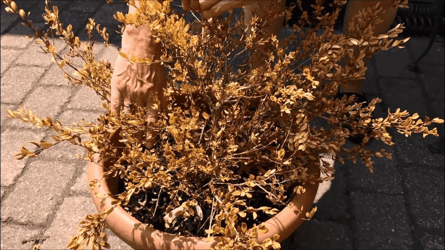 How to Revive a Dying Shrub? Easy Tips for Gardeners - Randy Lemmon