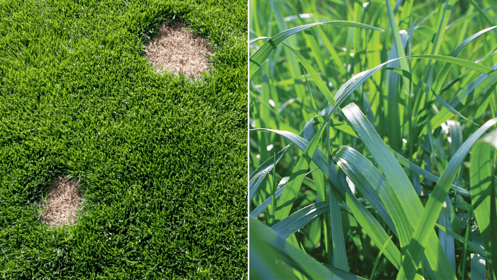 Does Grass Spread? A Simple Lawn Care Guide - Randy Lemmon