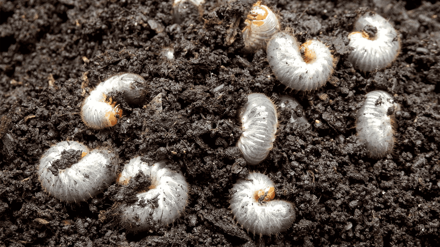 Common Grass-Eating Bugs in Your Yard - Randy Lemmon