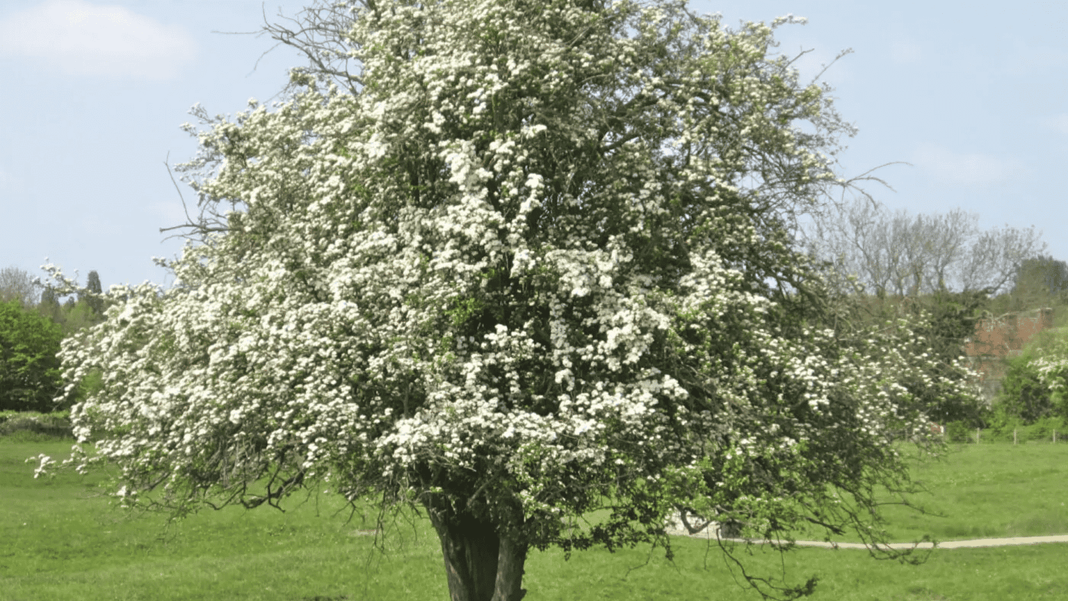 Hawthorn Tree Identification Made Easy for Beginners - Randy Lemmon
