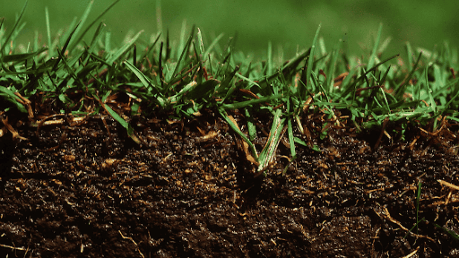 How Long Does Sod Take to Root? Full Guide - Randy Lemmon
