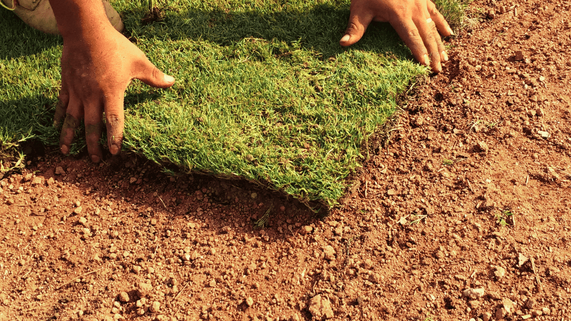 How Long Does Sod Take to Root? Full Guide - Randy Lemmon