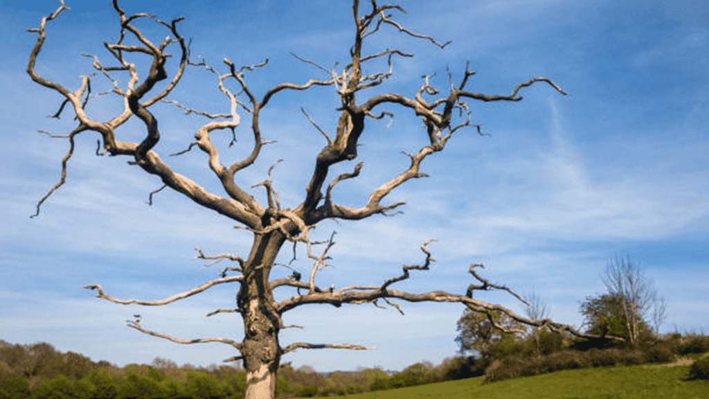 Barren Tree: Why Your Tree Isn’t Bearing Fruit - Randy Lemmon