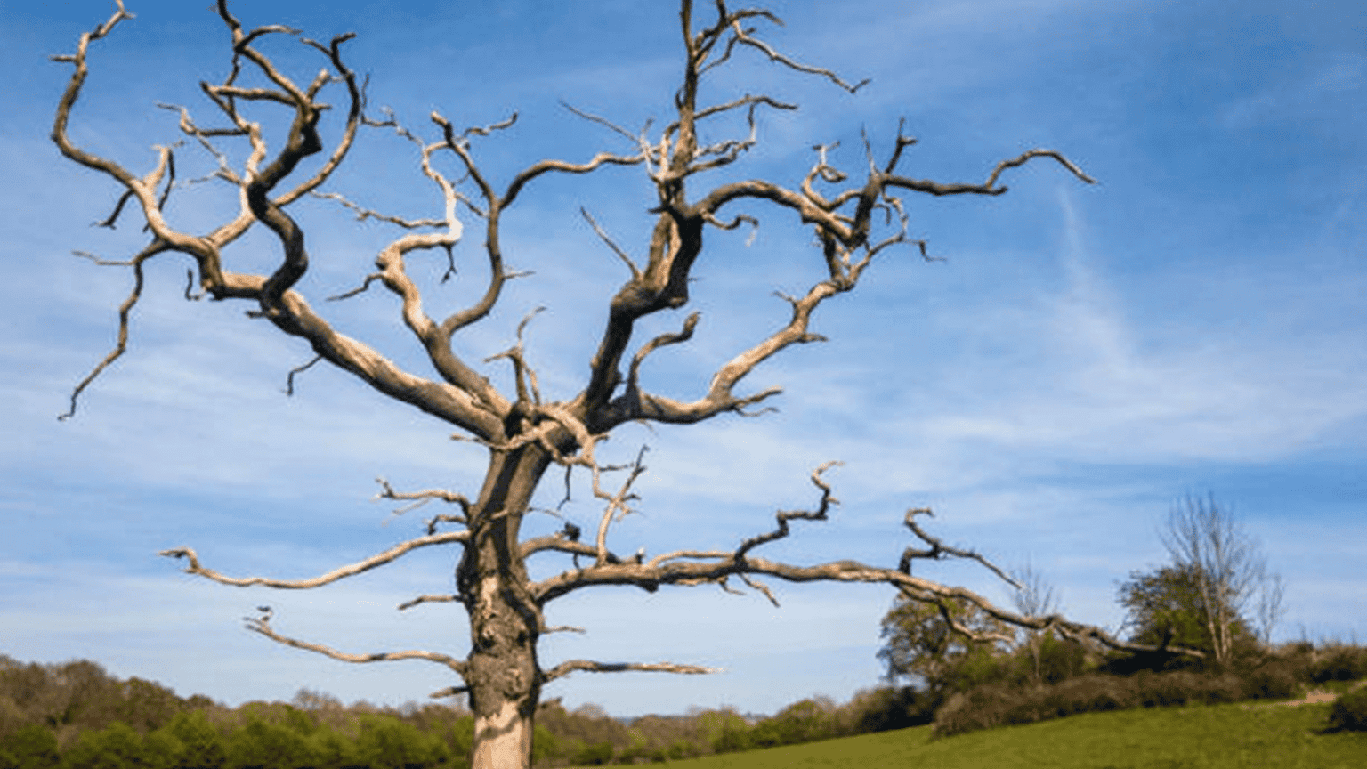 Barren Tree: Why Your Tree Isn’t Bearing Fruit - Randy Lemmon