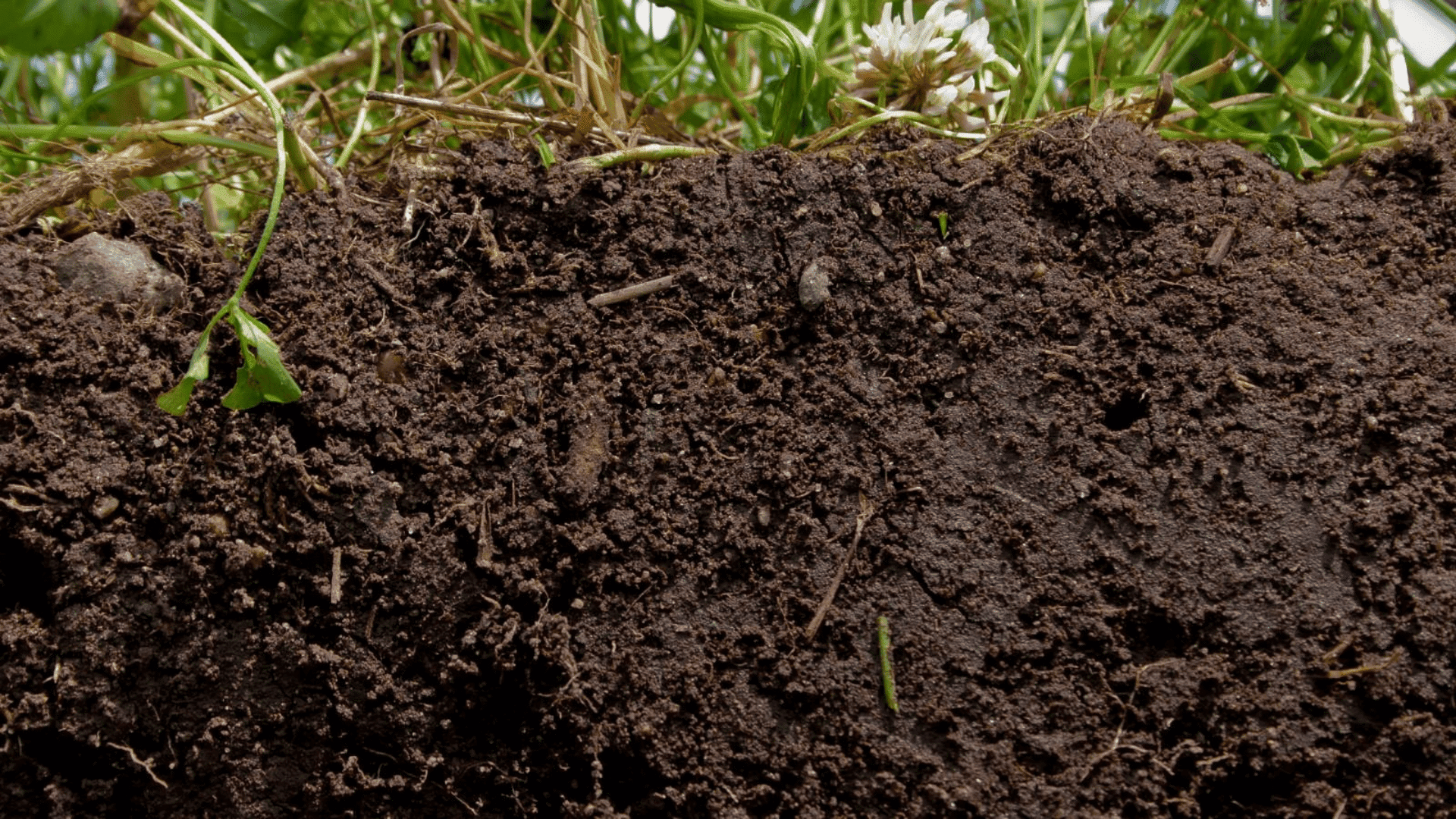 How to Fix Clay Soil in Your Lawn - Randy Lemmon