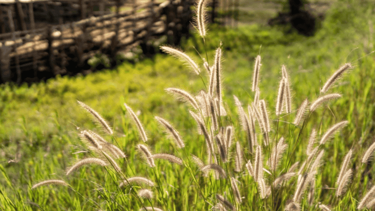 How to Control Foxtail Grass Growth - Randy Lemmon