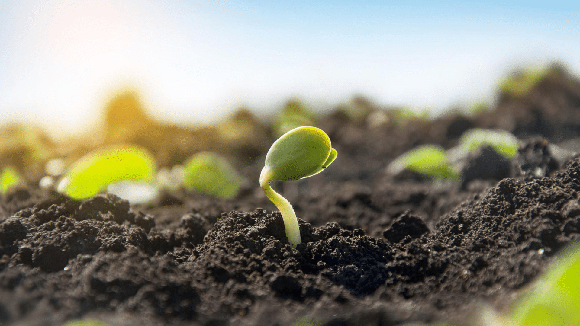 How to Improve Soil Quality Fast? - Randy Lemmon