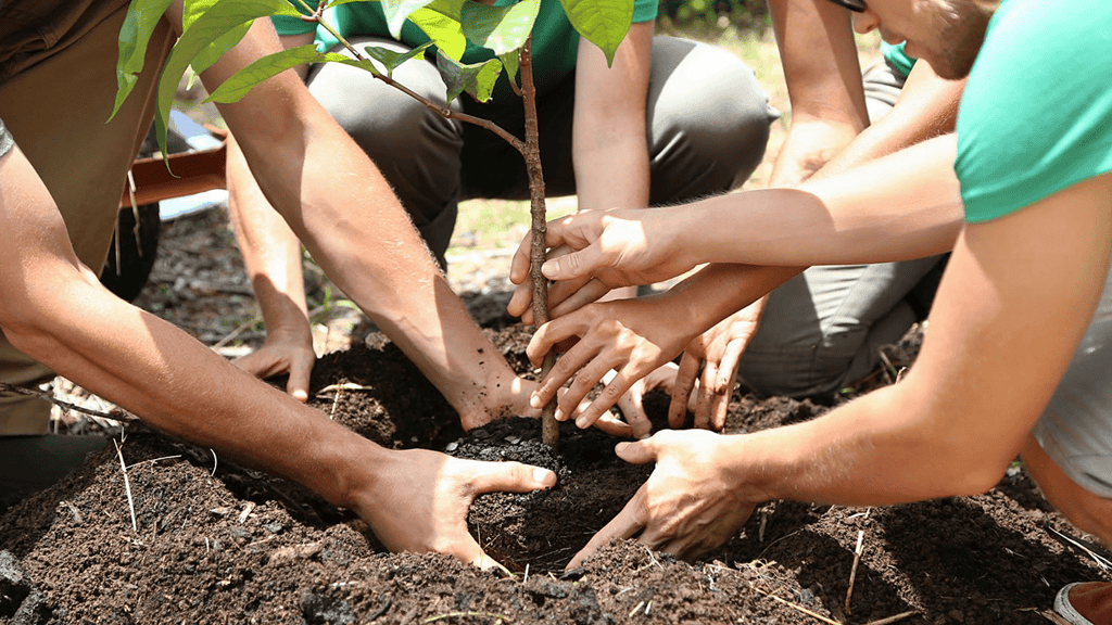 How to Dig Up a Small Tree the Right Way? - Randy Lemmon