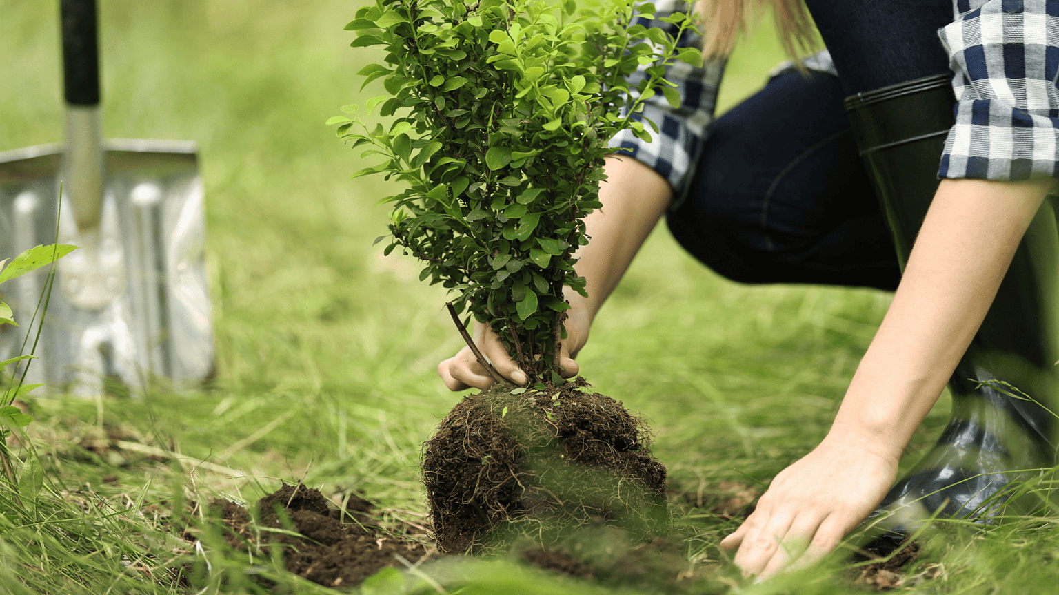 How to Dig Up a Small Tree the Right Way? - Randy Lemmon