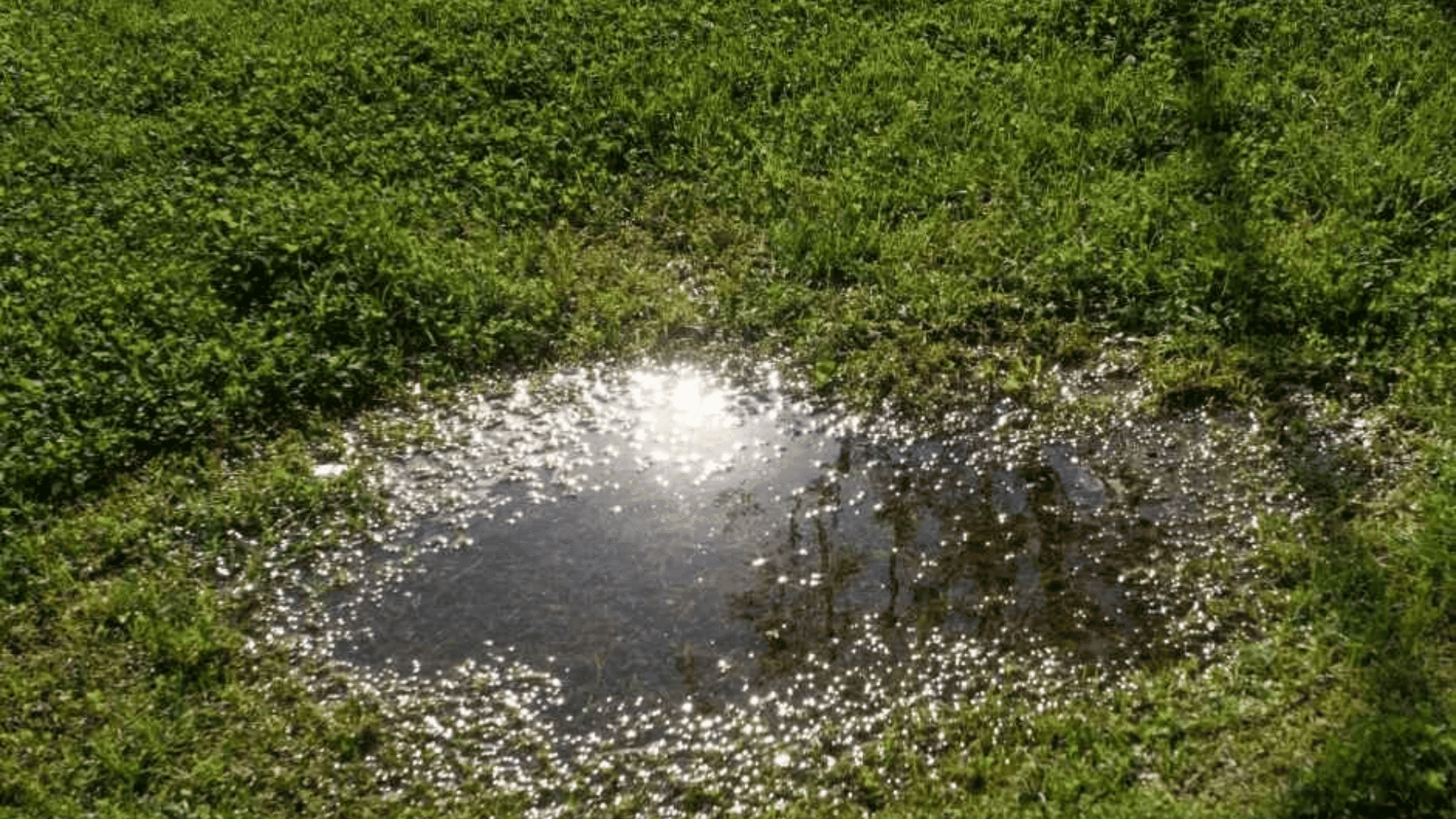 Overwatered Lawn: Signs, Causes, and How to Fix It Fast - Randy Lemmon