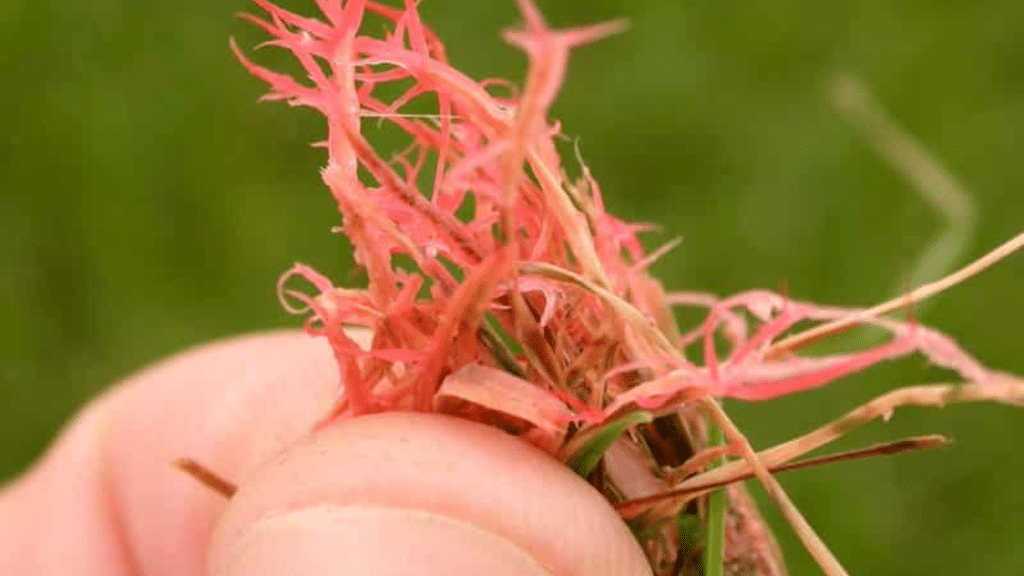 Red Thread in Lawns: What It Looks Like - Randy Lemmon