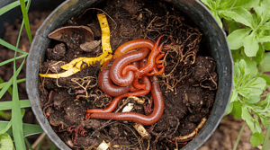 Worm Farming 101: How to Raise Worms - Randy Lemmon