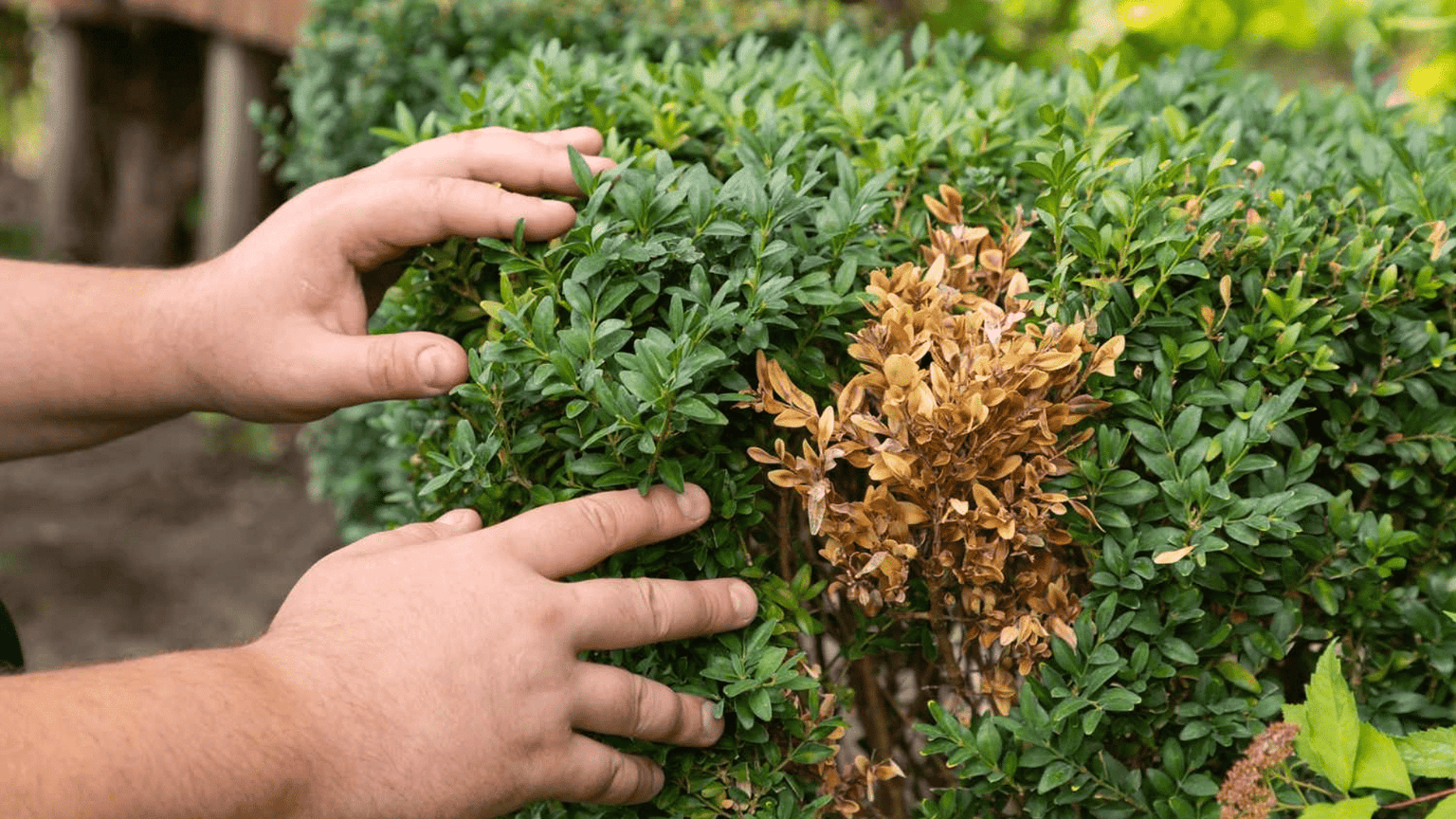How To Revive A Dying Shrub Easy Tips For Gardeners Randy Lemmon