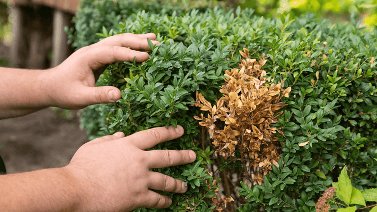 How to Revive a Dying Shrub? Easy Tips for Gardeners - Randy Lemmon