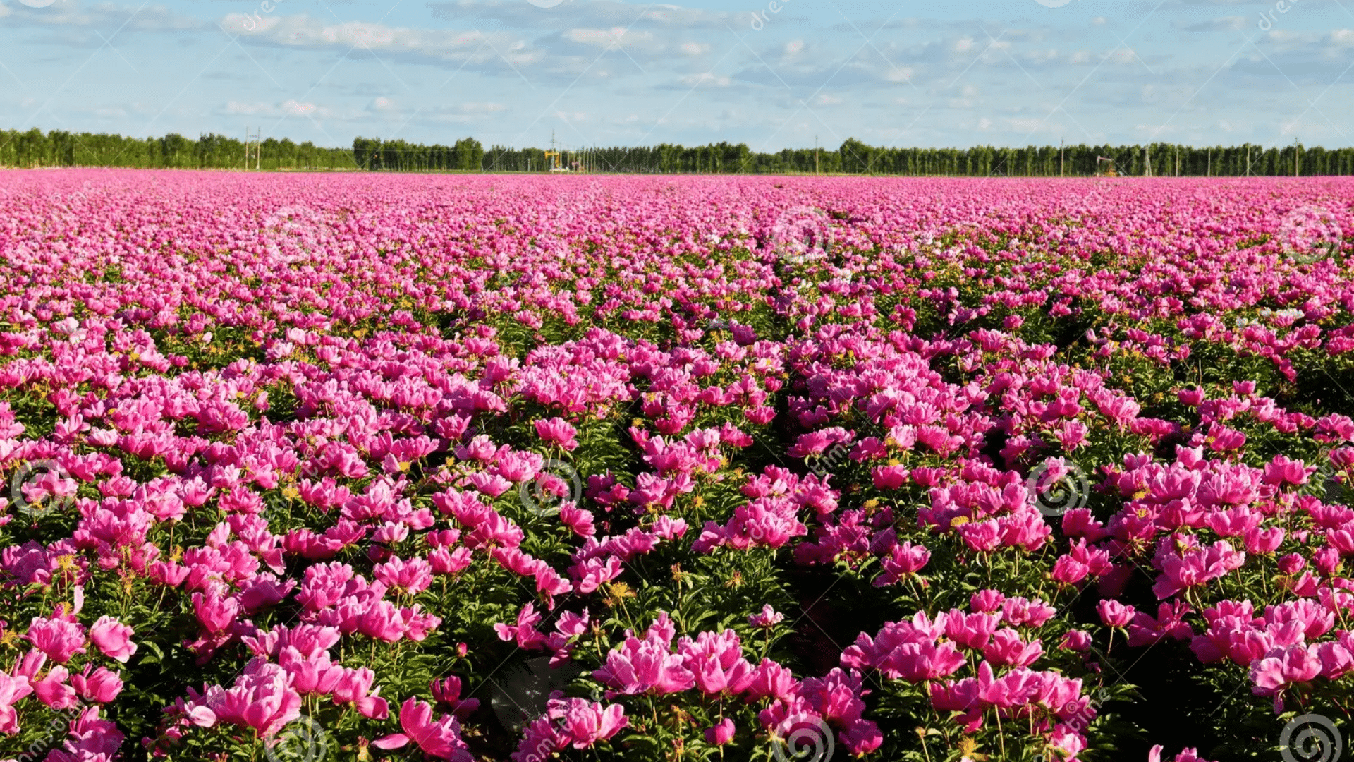 The Complete Guide to Peony Fields - Randy Lemmon