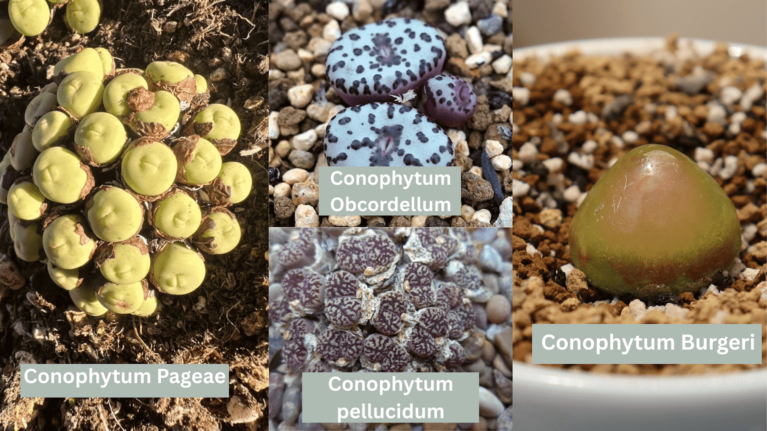 Conophytum: A Growing and Caring Guide - Randy Lemmon