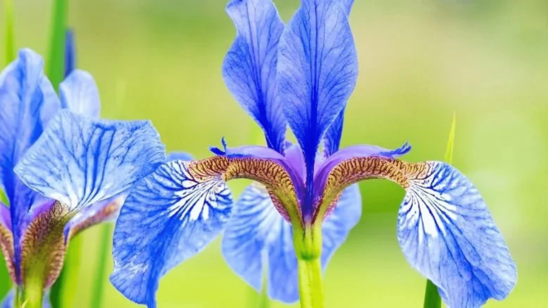 What Are Flag Flowers? Types, Care, and Growing Tips - Randy Lemmon