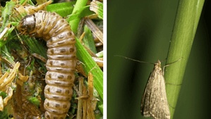 Common Grass-Eating Bugs in Your Yard - Randy Lemmon