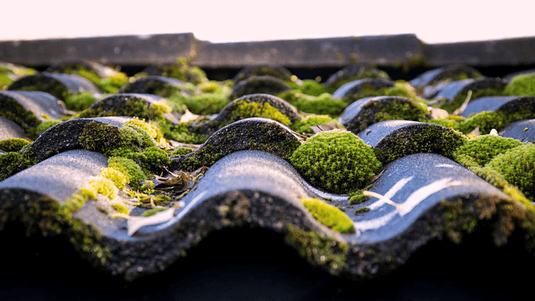 What Causes Moss to Grow? My Guide for Beginners - Randy Lemmon