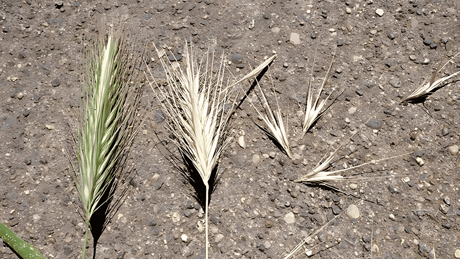 How to Control Foxtail Grass Growth - Randy Lemmon