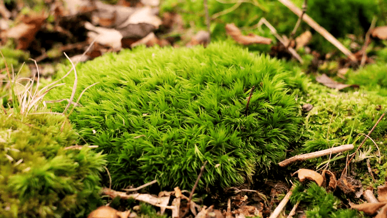 What Causes Moss to Grow? My Guide for Beginners - Randy Lemmon