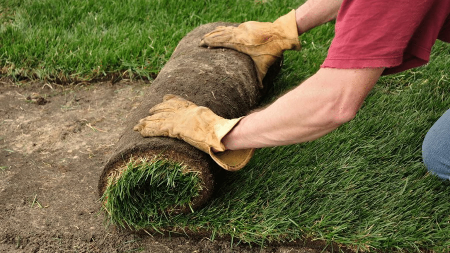 12 Common Sod Laying Mistakes to Avoid - Randy Lemmon