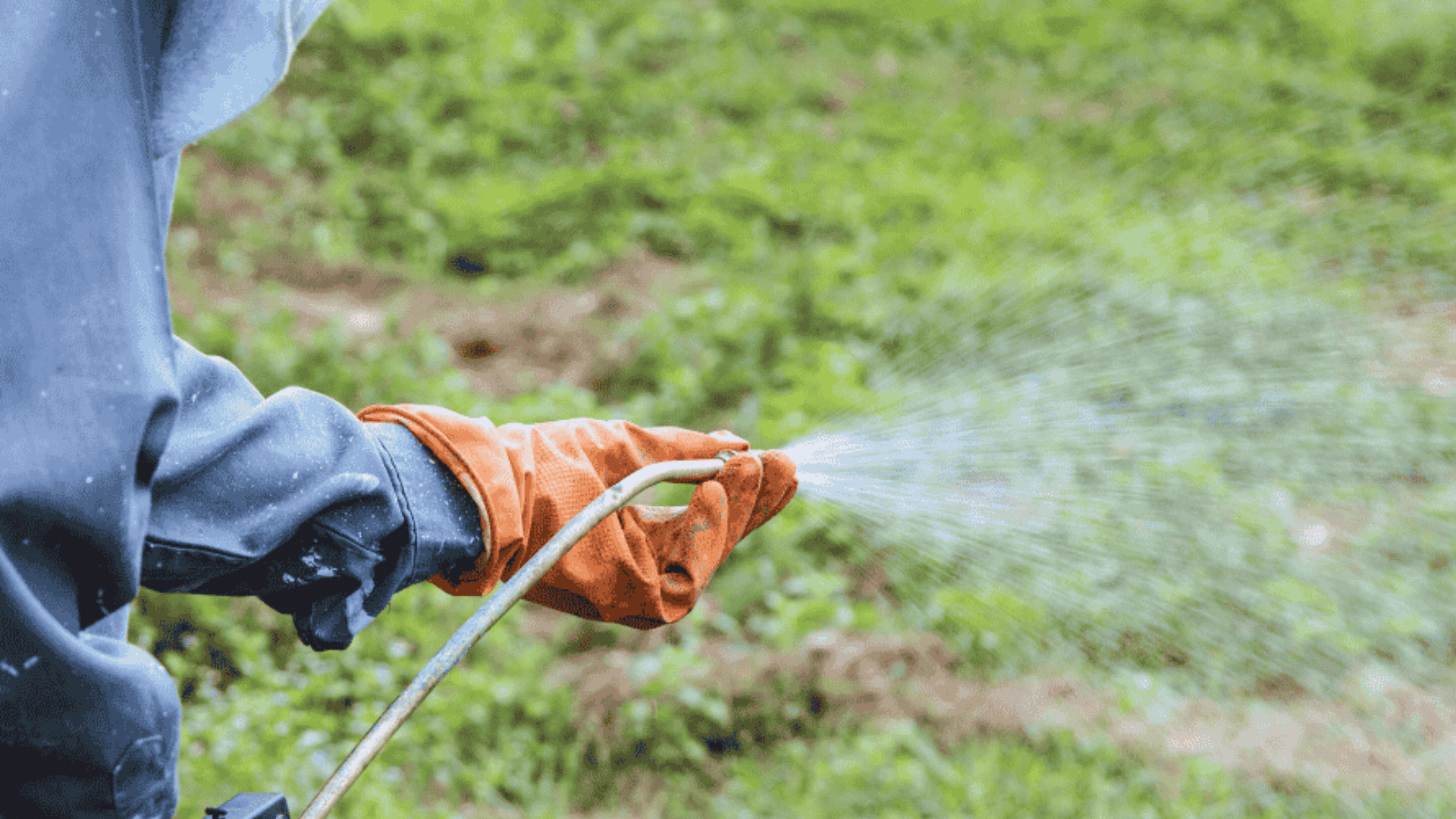 When is It Too Late to Spray for Weeds? - Randy Lemmon