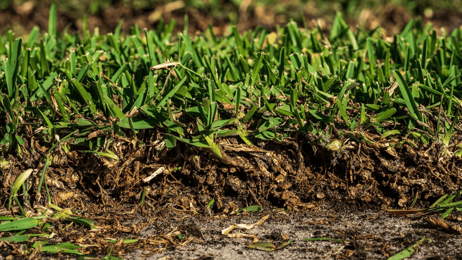 How Long Does Sod Take to Root? Full Guide - Randy Lemmon