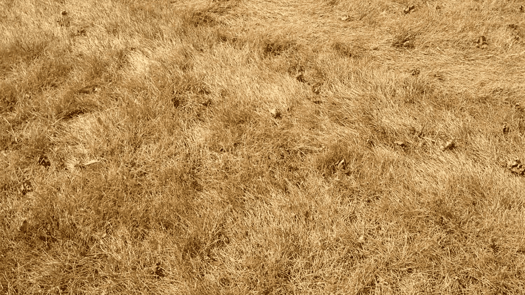 What Does Dormant Grass Look Like in Different Seasons? - Randy Lemmon