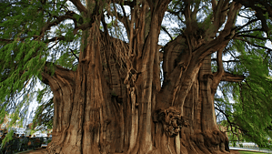 My Guide on Árbol Sabino Mexican Tree - Randy Lemmon