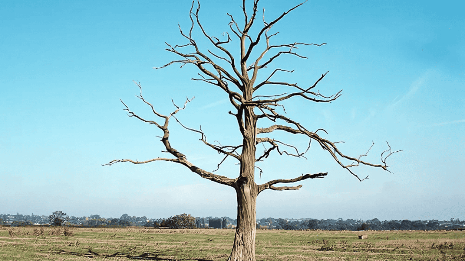 Barren Tree: Why Your Tree Isn’t Bearing Fruit - Randy Lemmon