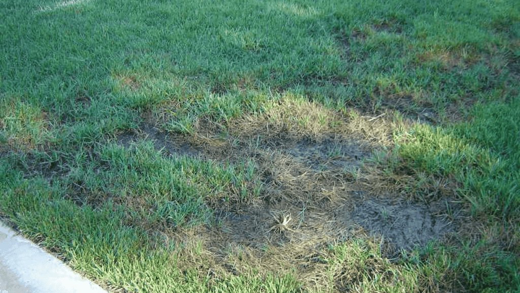 Overwatered Lawn: Signs, Causes, and How to Fix It Fast - Randy Lemmon