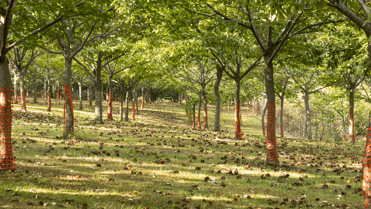 15 Most Profitable Trees to Grow for Extra Income - Randy Lemmon