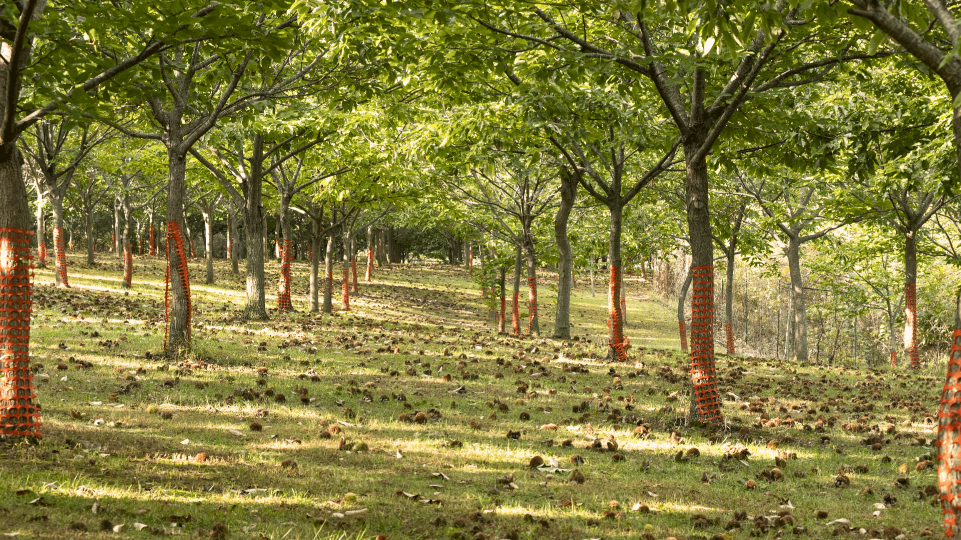 15 Most Profitable Trees to Grow for Extra Income - Randy Lemmon